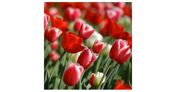 Alice Fort Obituary (2016) - Walker, LA - Seale Funeral Service, Inc ...