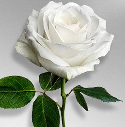Jane Brubaker Obituary (1931 - 2024) - West Reading, PA - WFMZ-TV 69 News