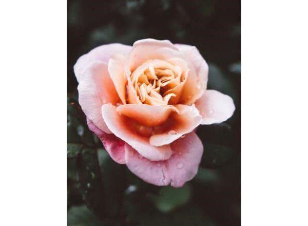 Mary Rankin Obituary (1931 - 2025) - Clinton, NY - WKTV