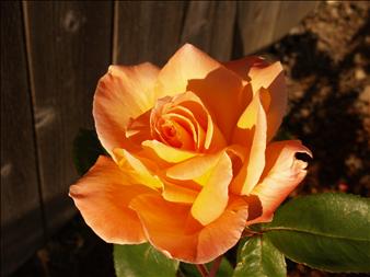 Katherine Taylor Obituary (2012) - Walla Walla, WA - Herring Groseclose ...