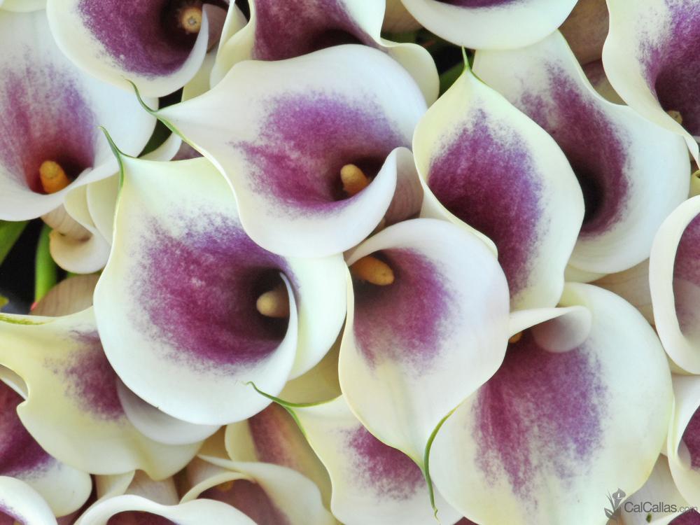Bessie Bracy Obituary (2015) - Mobile, AL - AL.com (Mobile)