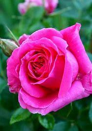 Susann Hoke Obituary - Death Notice and Service Information
