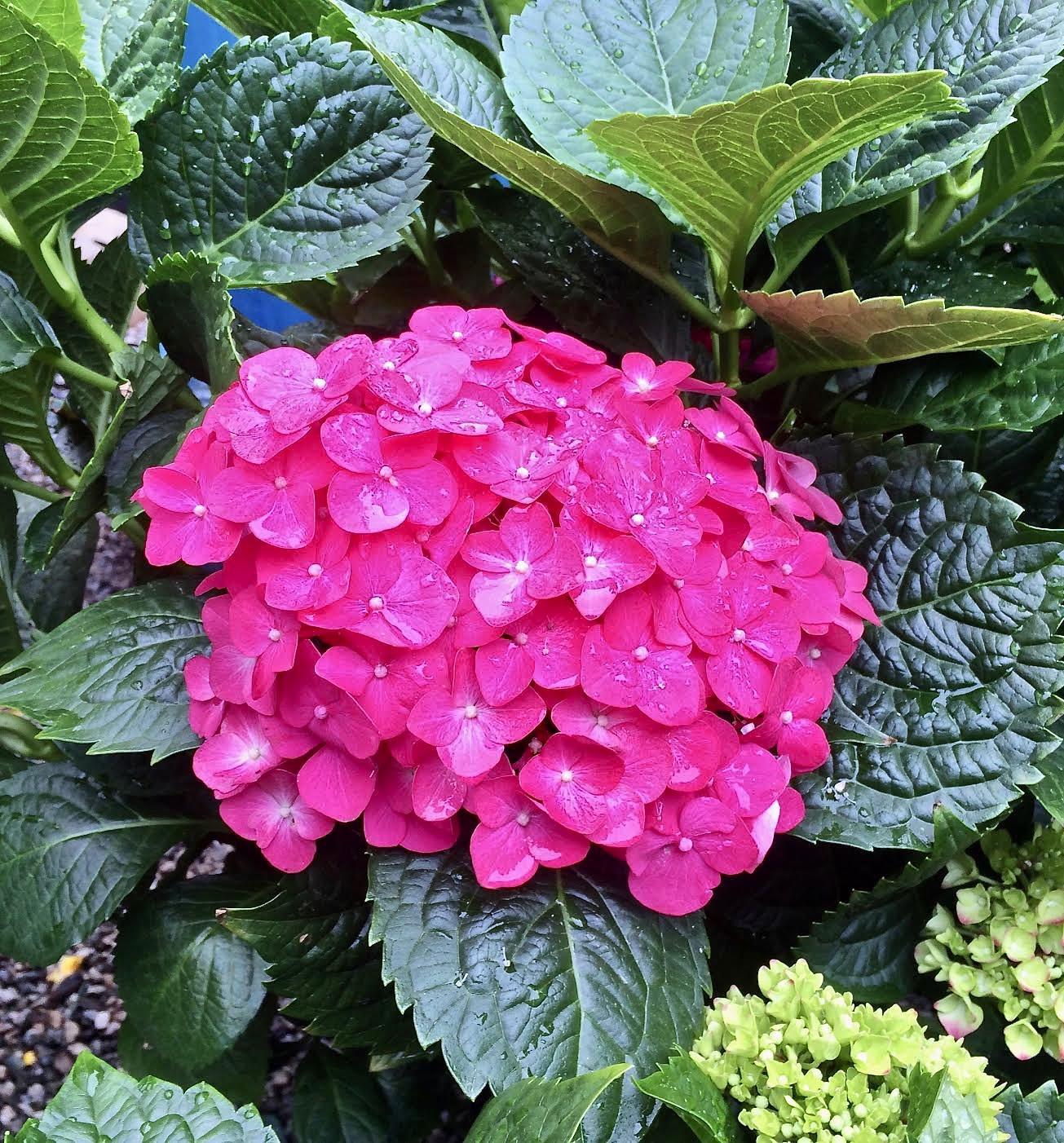 FRANCES RAFTERY Obituary - Death Notice and Service Information